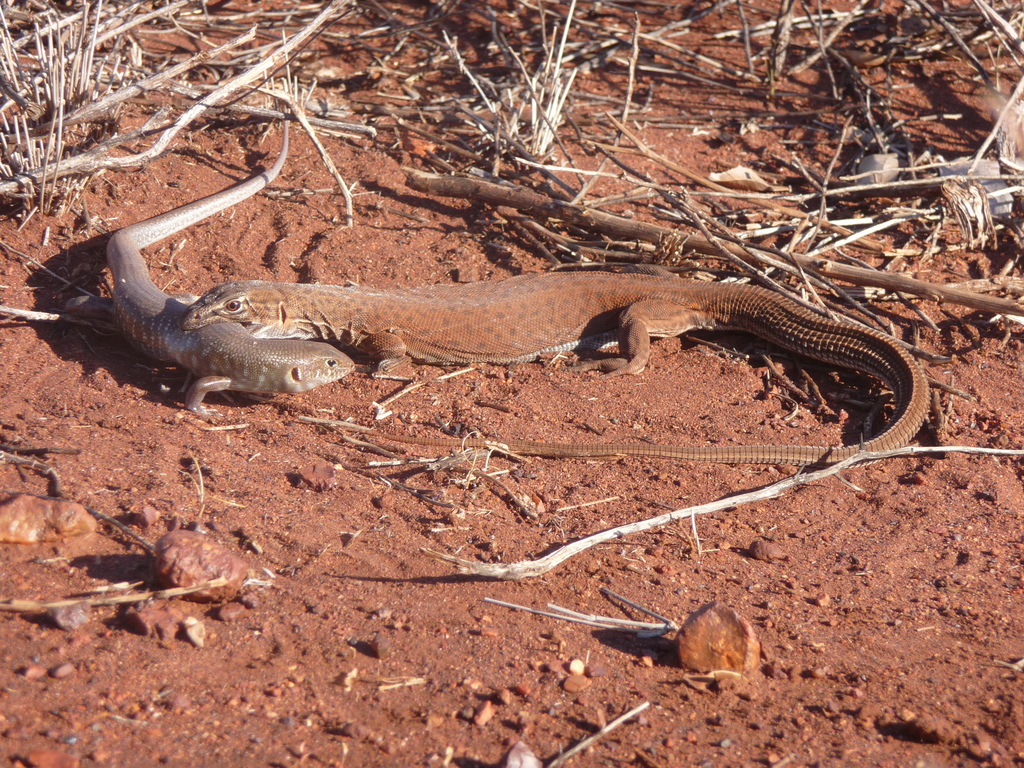 Rusty Desert Monitor from Yarraloola Station, Pilbara, WA 6716 ...