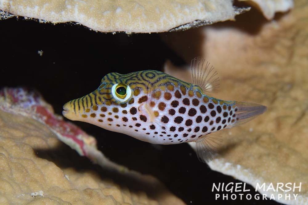 Tyler's Toby from Christmas Island on May 02, 2022 at 04:52 PM by Nigel ...