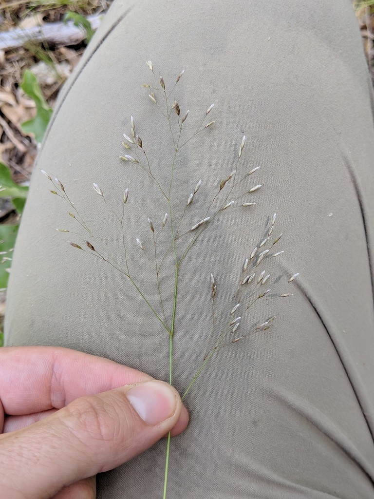 Perennial Bentgrass (Neotropical grasses) · iNaturalist