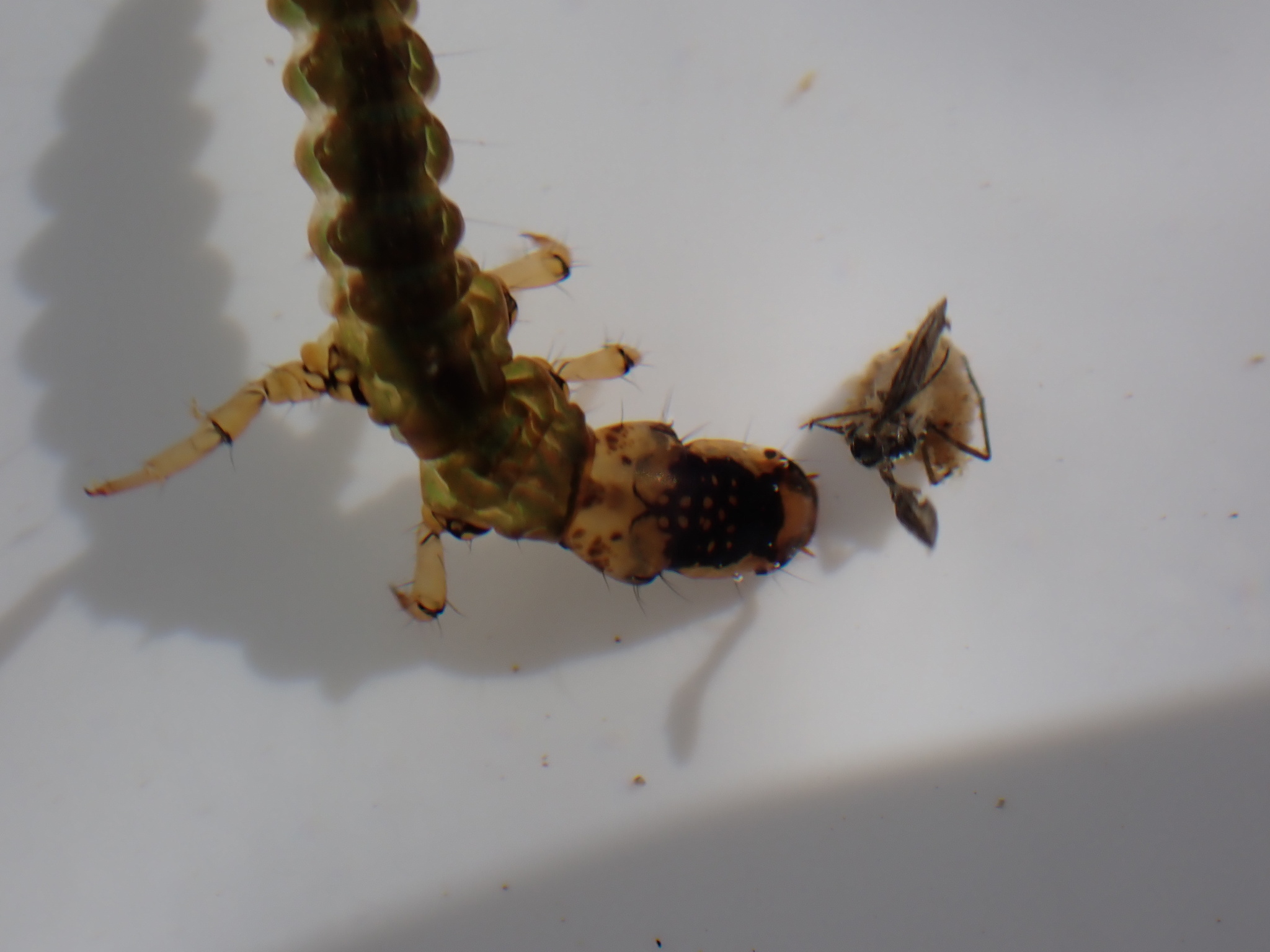 Hydrobiosidae