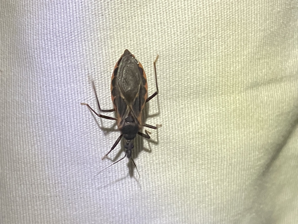 Triatoma rubida from N Bobcat Ln, Tucson, AZ, US on May 26, 2022 at 11: ...