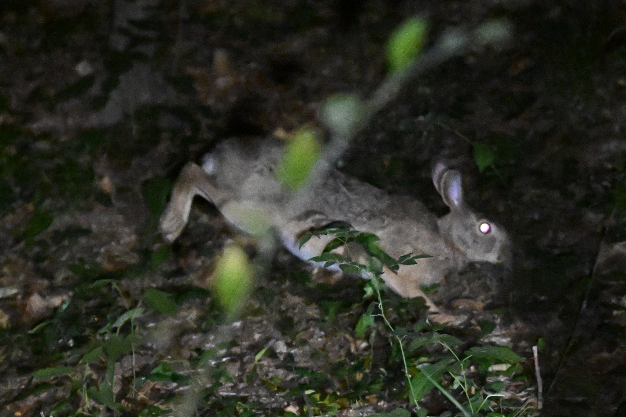 Lepus sinensis Gray, 1832