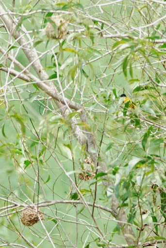 Golden-backed Weaver (Birds of Singapore) · iNaturalist
