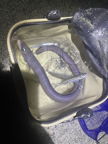 Beach Conger (Conger japonicus) · iNaturalist United Kingdom