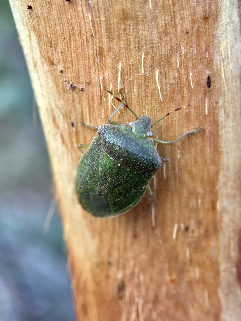 Southern Green Stink Bug from Mildura I221 Bushland Reserve, Cardross ...
