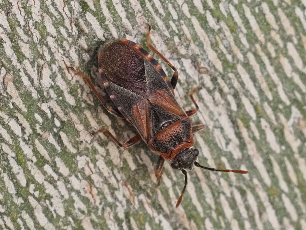 Elm Seed Bug from Landstraße, Wien, Österreich on May 26, 2022 at 03:35 ...
