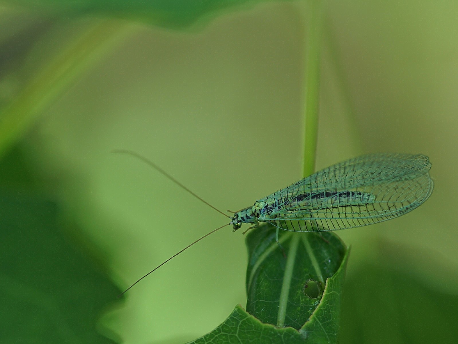 Chrysopa perla (Linnaeus, 1758)