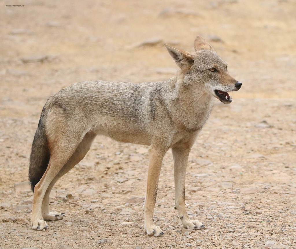 African Wolf (Canis lupaster) - Know Your Mammals