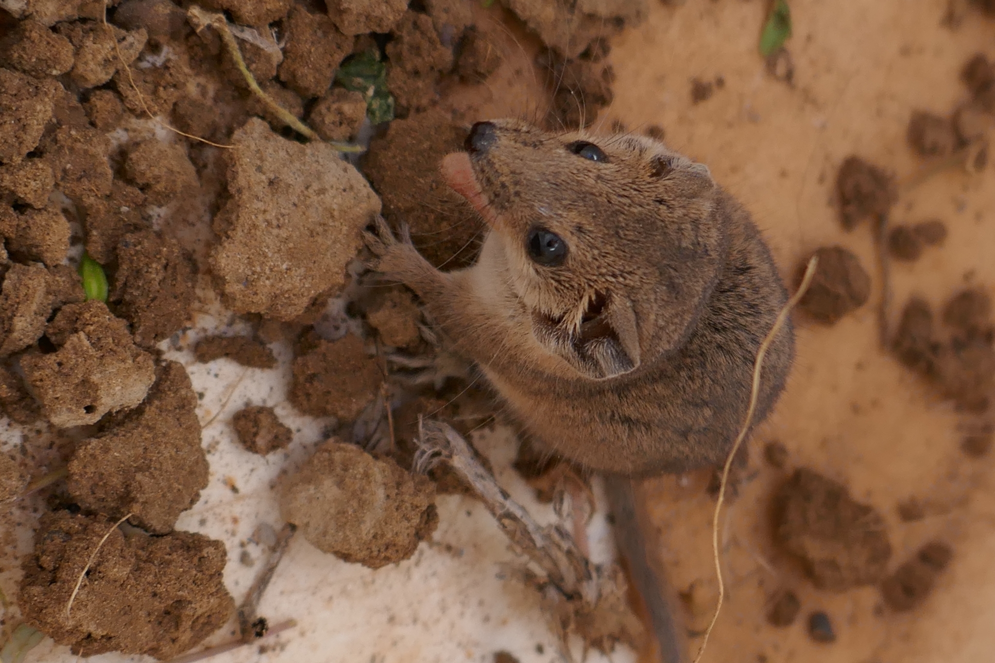 Planigale tenuirostris Troughton, 1928