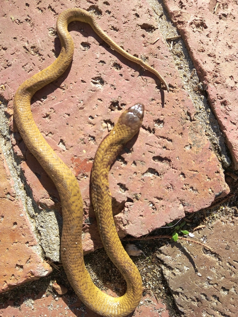 Cape Cobra from Cape Peninsula, Cape Town, South Africa on May 27, 2022 ...
