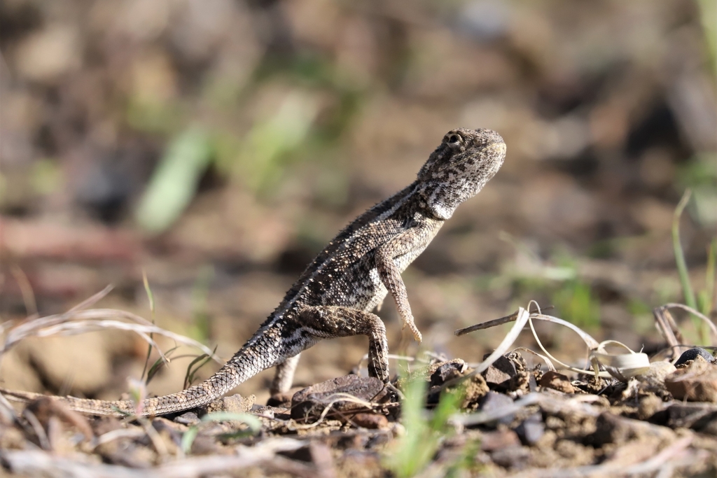 Long-tailed Earless Dragon from Middleton QLD 4735, Australia on May 27 ...