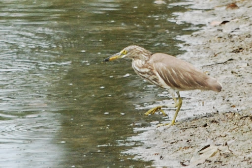 Pond Herons from Pasir Ris Farmway 3 on April 18, 2015 at 02:01 PM by ...