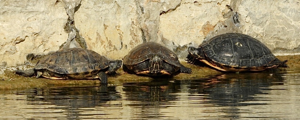 Tartaruga-da-Flórida in maio 2022 by Siegfried Troidl. Kos Island ...