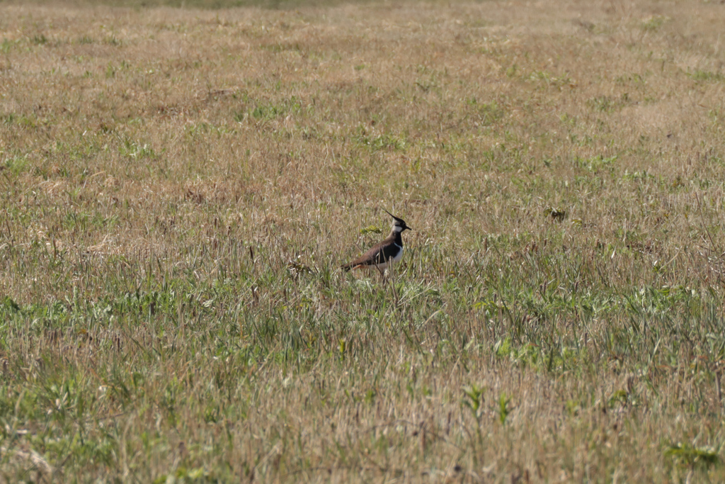 Northern Lapwing from г. Томск, Томская обл., Россия on May 09, 2022 at ...