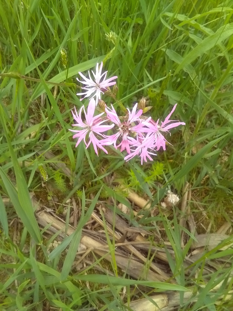 ragged-robin from Tompkins County, NY, USA on May 23, 2022 at 05:37 PM ...