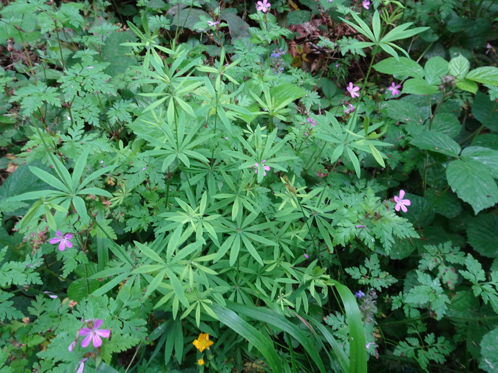 Wood Bedstraw from 88120 Sapois, France on May 27, 2022 at 11:20 AM by ...