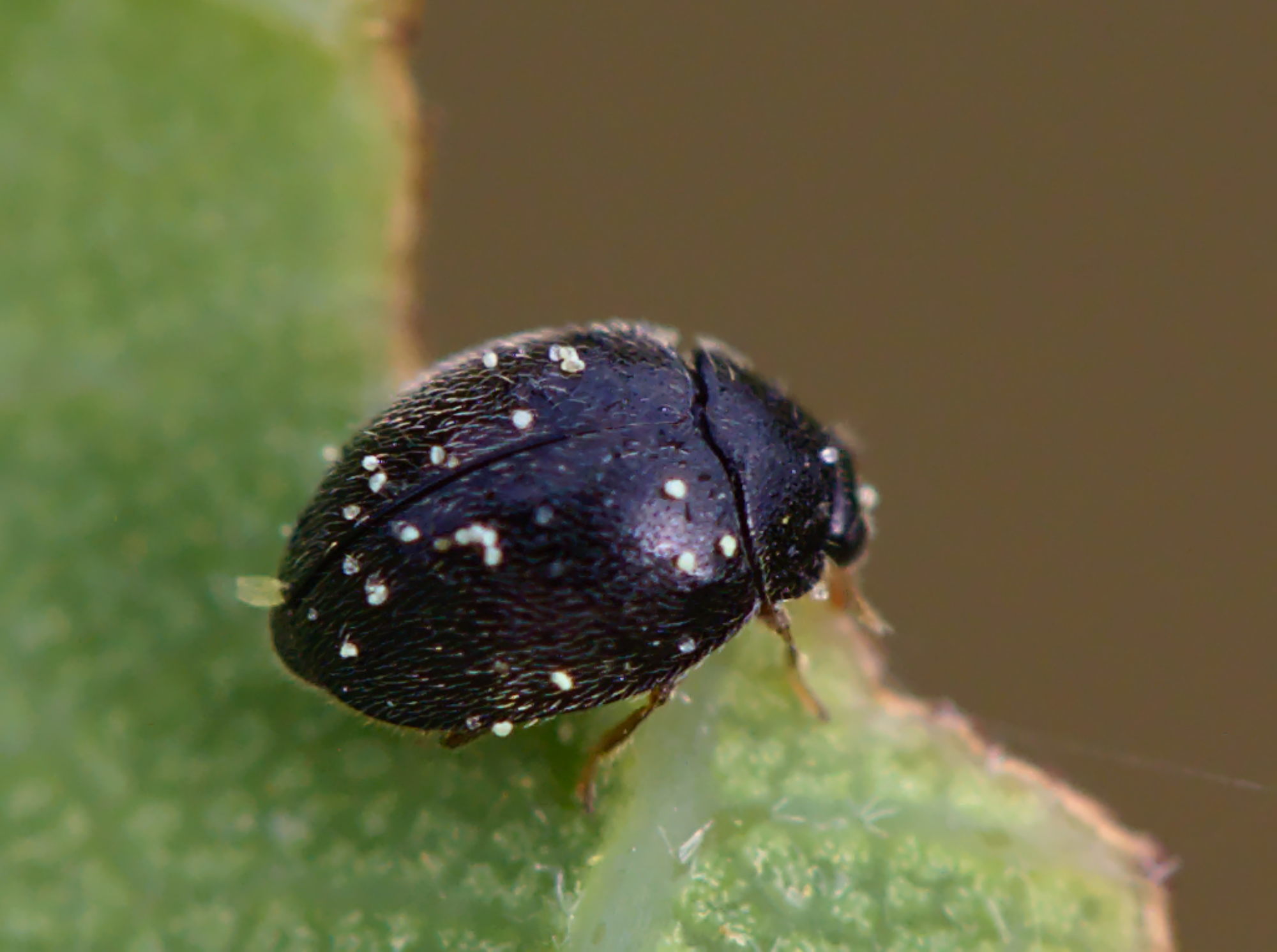 Stethorus pusillus (Herbst, 1797)