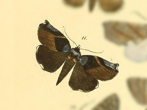 Hyblaea tenebrionis · iNaturalist