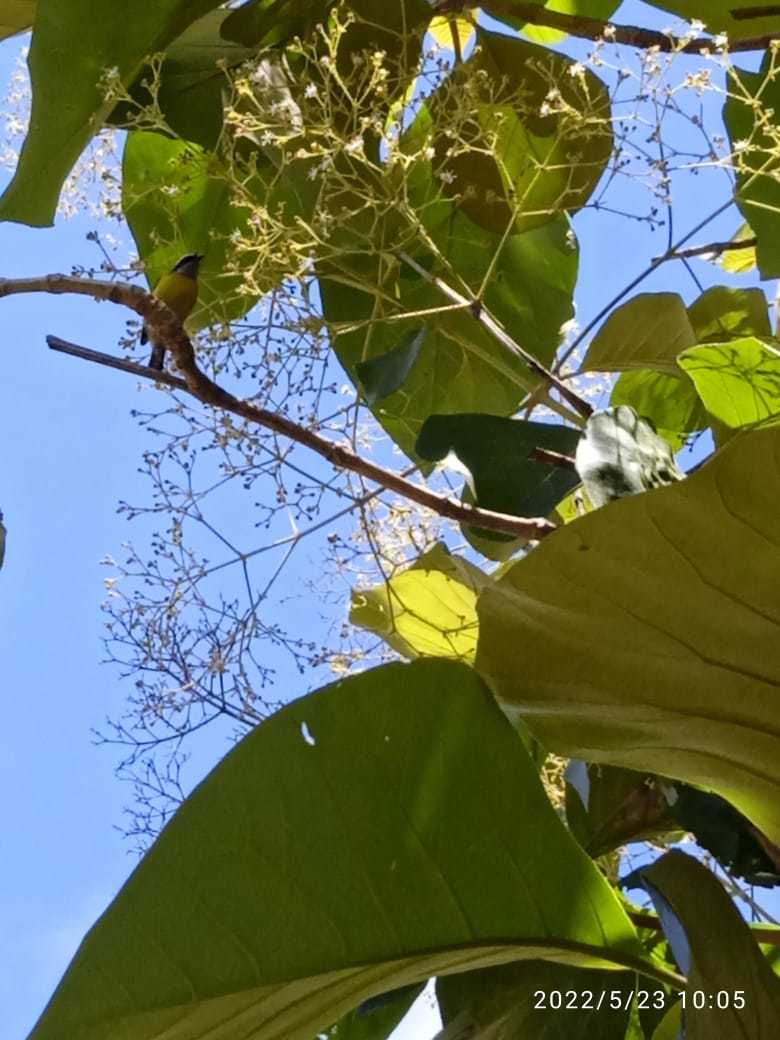 Phelpsia inornata (Lawrence, 1869)