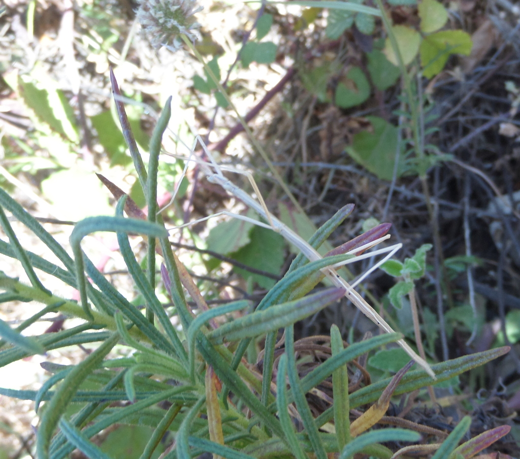 Stick Insects from Lagos, 8600, Portugal on May 27, 2022 at 01:04 PM by ...