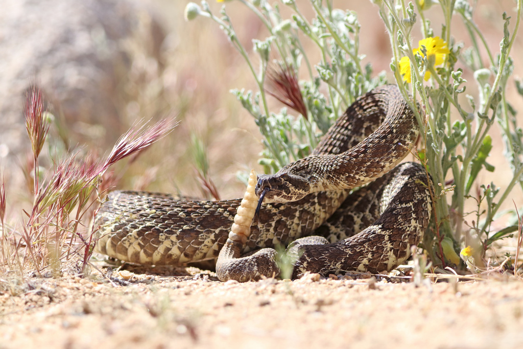 Southern Pacific Rattlesnake from Desert Hot Springs, CA, US on April ...