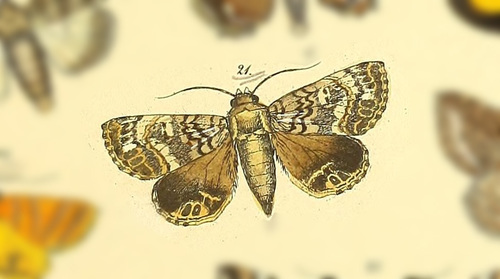 Dyops pupillata · iNaturalist