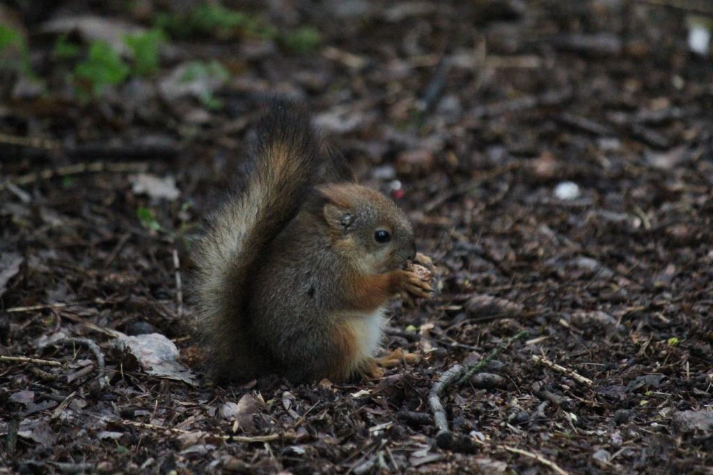 Eurasian Red Squirrel from Petrogradsky District, St Petersburg, Russia ...