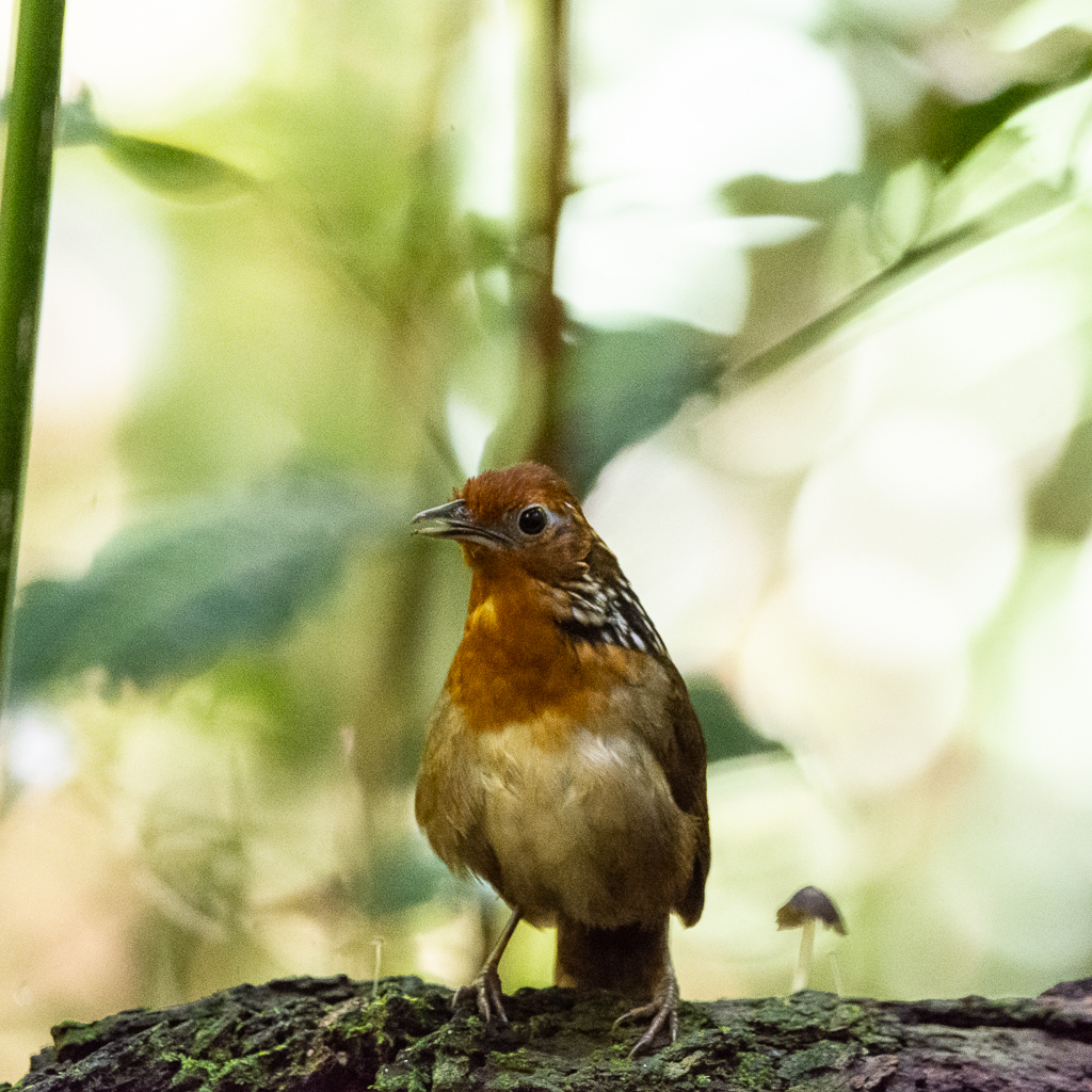 Musician Wren from Pres. Figueiredo, AM, 69735-000, Brasil on March 27 ...