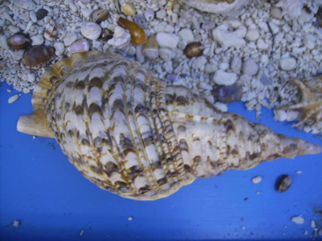 Giant Triton Snail from 台灣台東縣 on October 11, 2006 at 06:49 AM by 胡正恆 ...