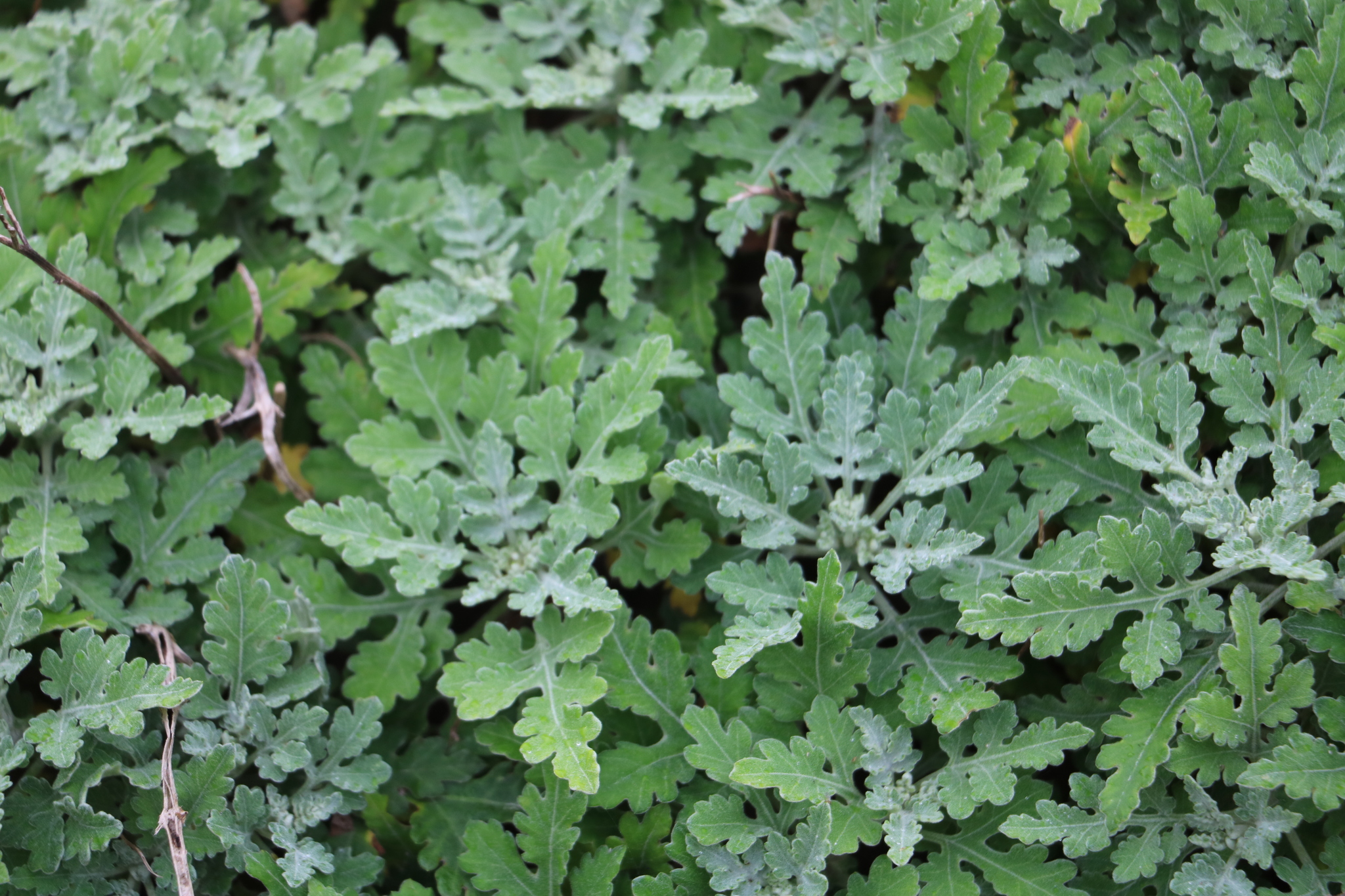 Chrysanthemum indicum L.
