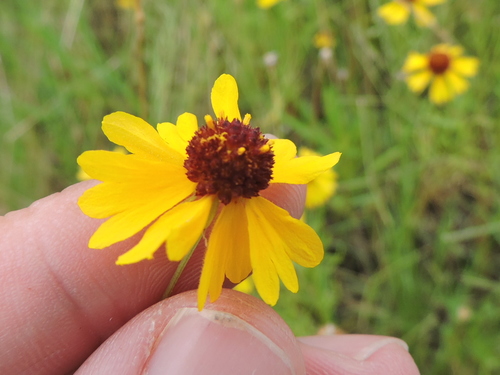 Yellowdicks (Variety Helenium amarum badium) · iNaturalist