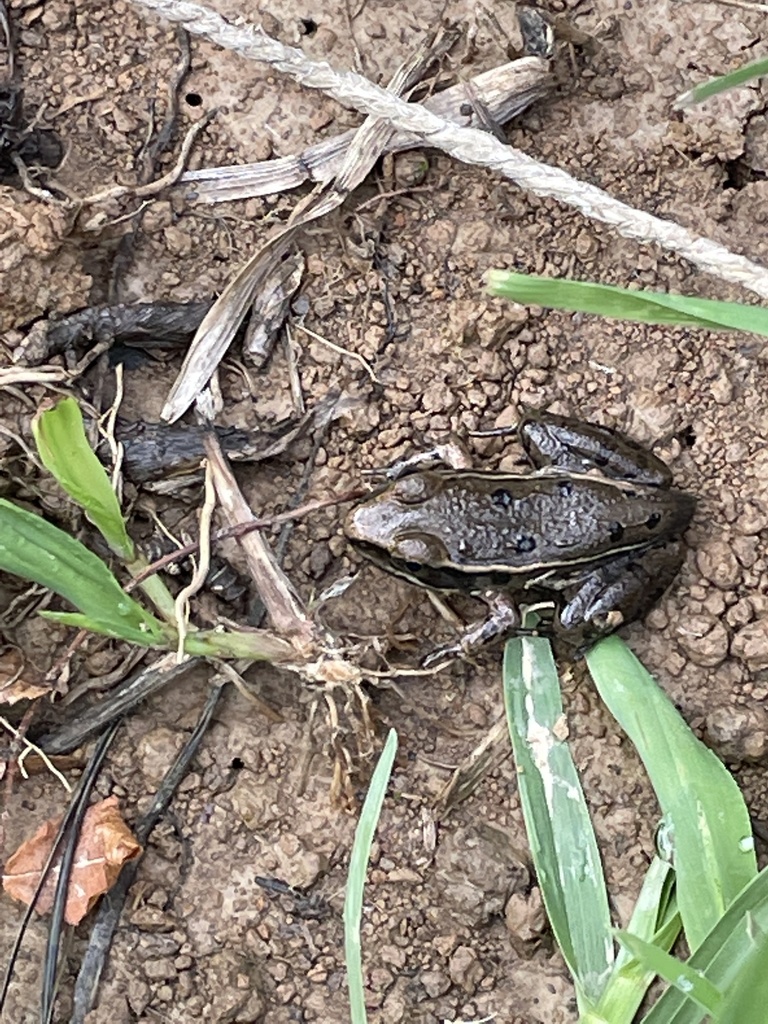Southern Leopard Frog from West, MS, US on May 27, 2022 at 09:29 AM by ...