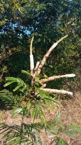 Entada pervillei · iNaturalist
