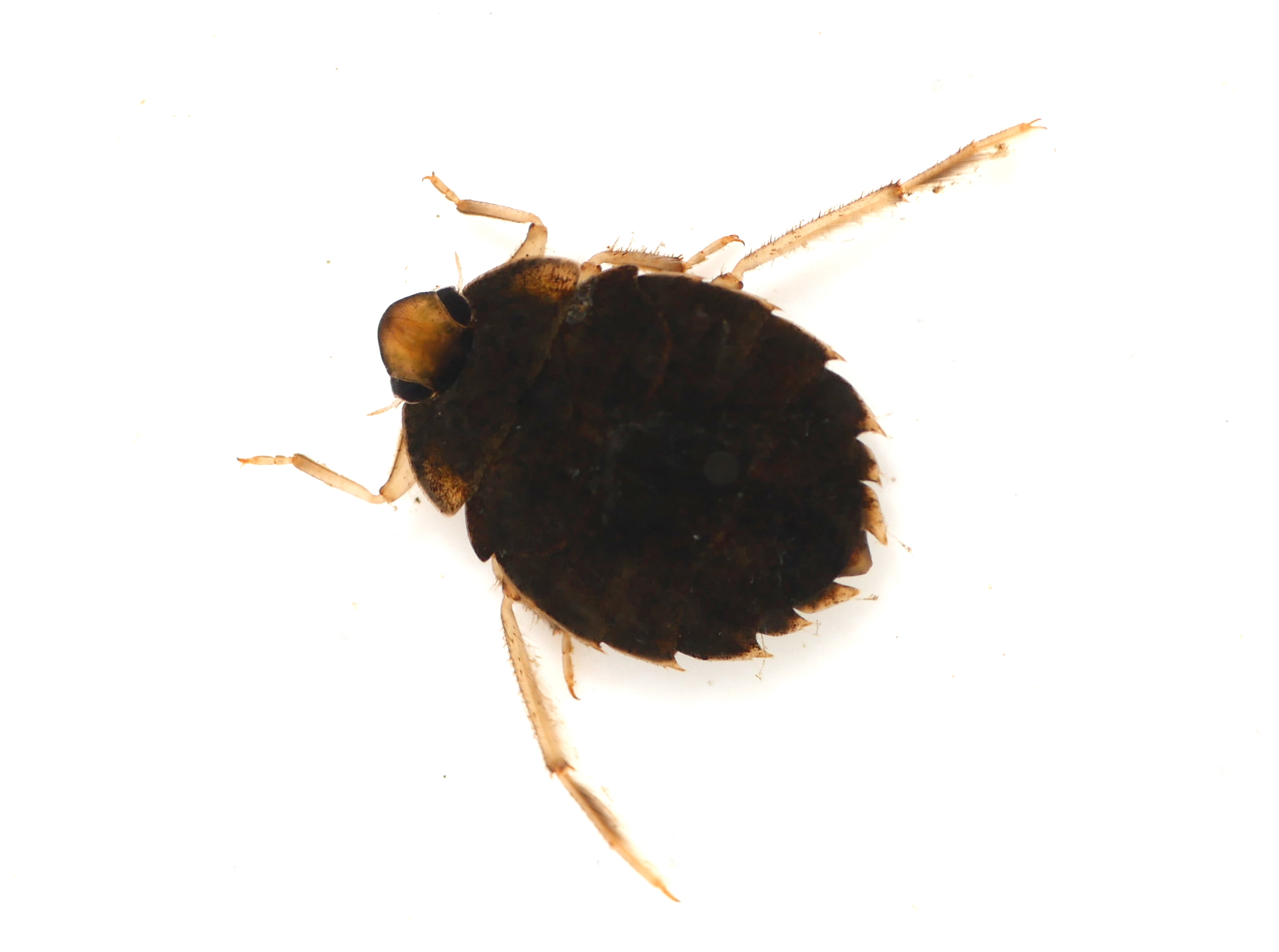 Aphelocheirus aestivalis (Fabricius, 1794)