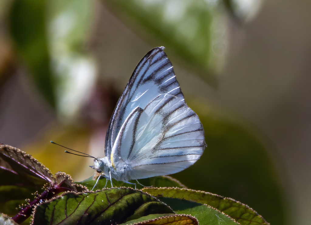 Striped Albatross from Baucau, Timor-Leste on May 27, 2022 at 10:33 AM ...