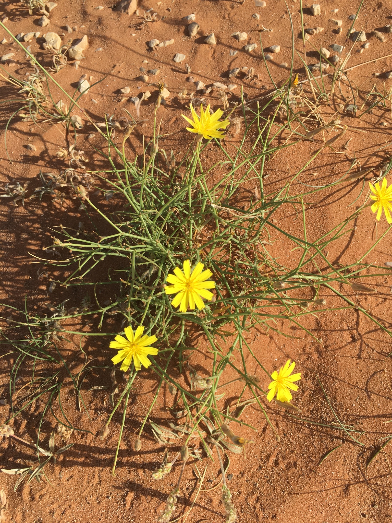 Launaea fragilis (Asso) Pau