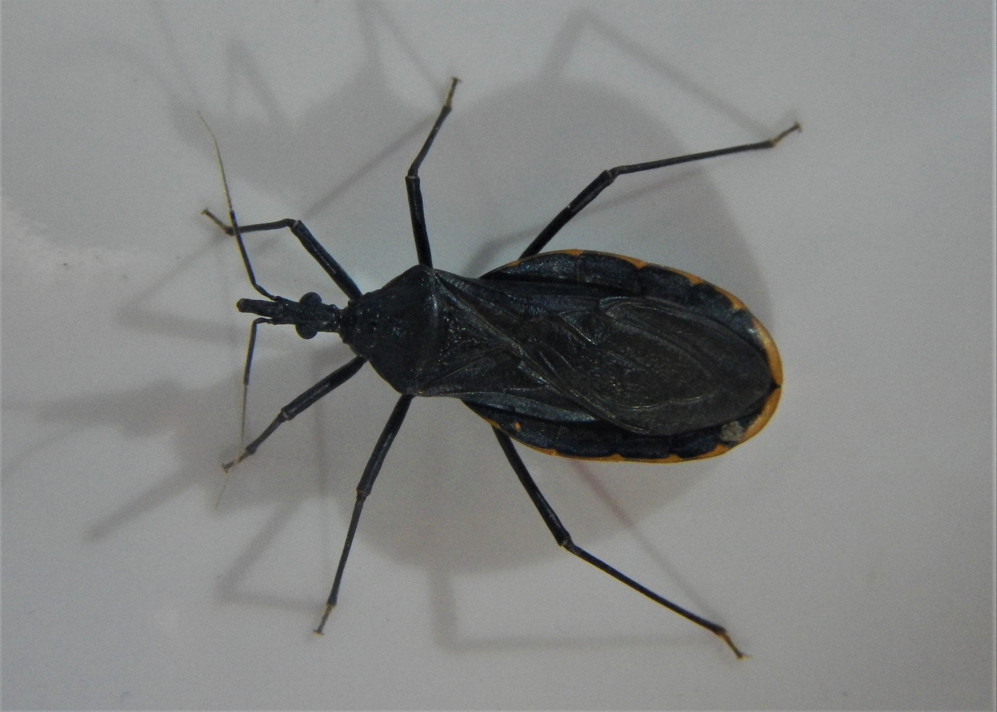 Triatoma recurva (Stål, 1868)