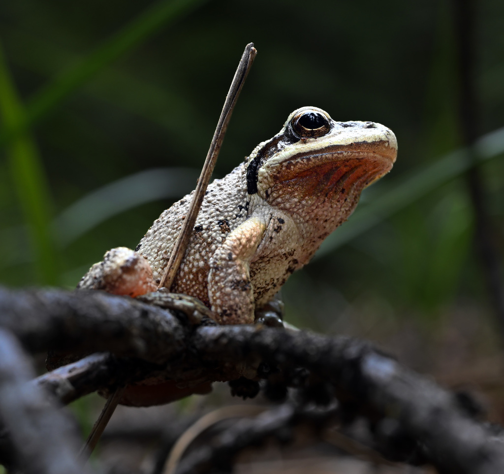 Sierran Tree Frog from Siskiyou County, Shasta-Trinity National Forest ...