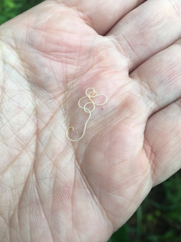 Gordioidea from Daniel Boone National Forest, Morehead, KY, US on May ...