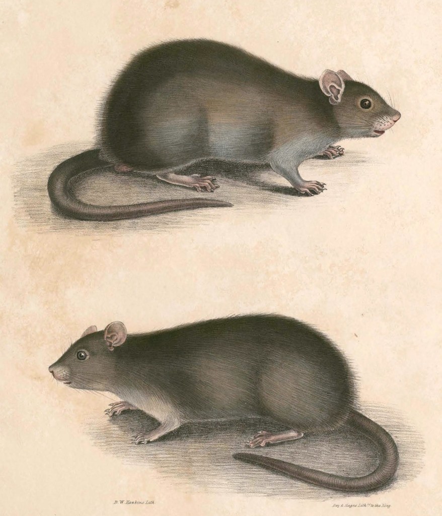 Lesser Bandicoot-rat (Bandicota bengalensis) - Know Your Mammals