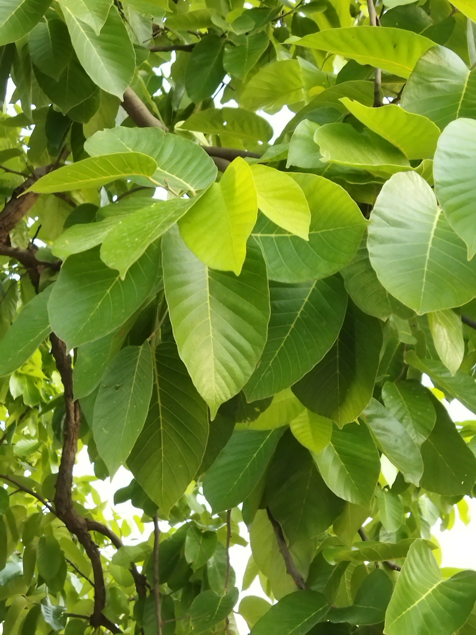 Shorea robusta Gaertn.