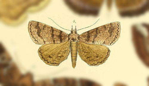 Ophyx crinipes · iNaturalist