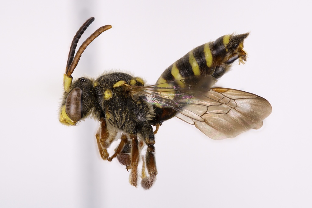 Ruddy Nomad Bee in May 2022 by Kyle Rossner. 9mm. Hanging around ...