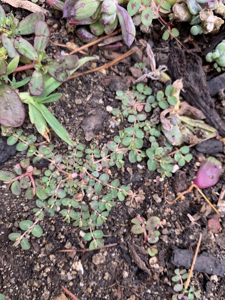 Matted Sandmat from Griffith Park, Los Angeles, CA, US on May 27, 2022 ...