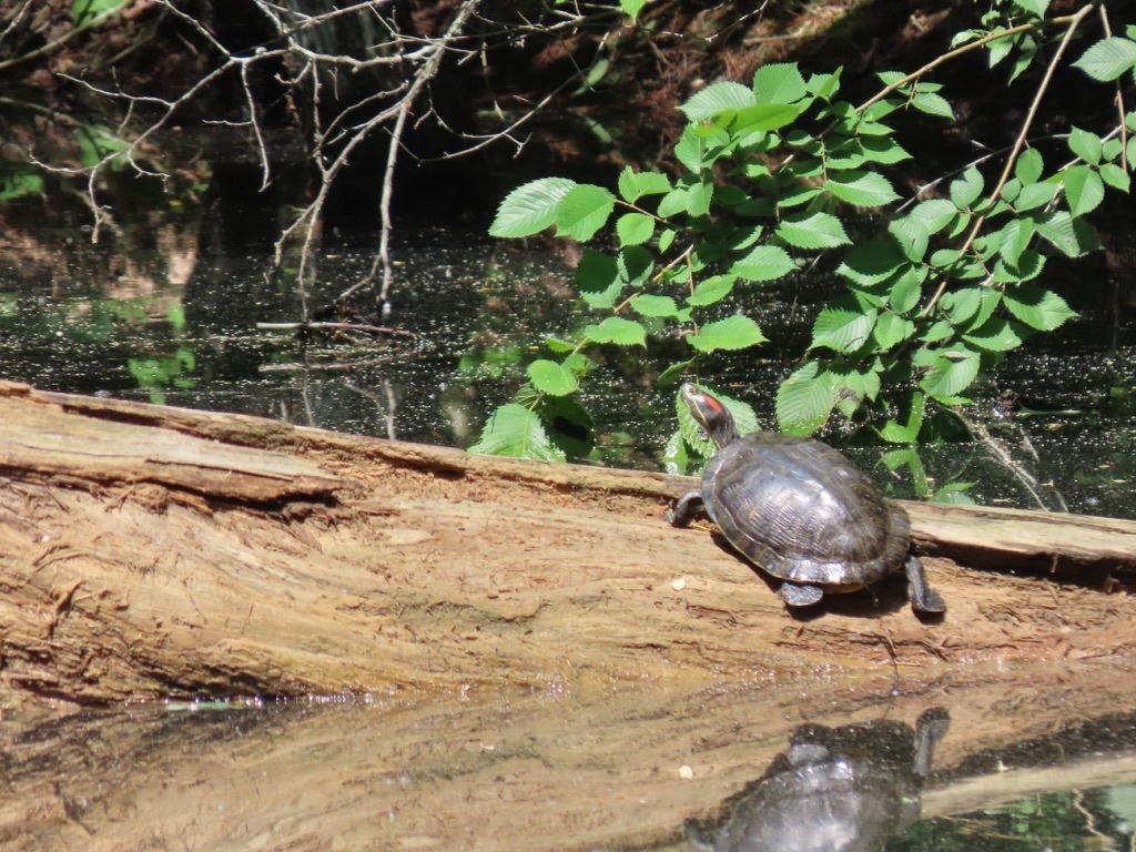 Red-eared Slider from Pyramid State Park, Perry County, IL, USA on May ...