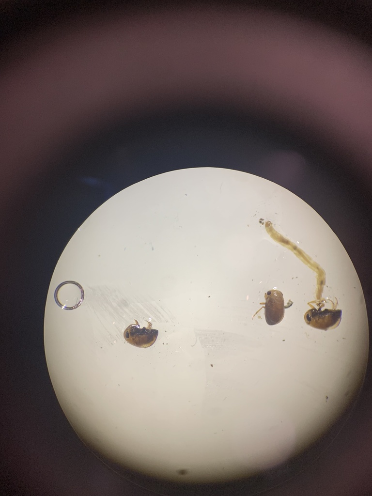 Neoplea striola from Hartstown Rd, Linesville, PA, US on May 27, 2022 ...