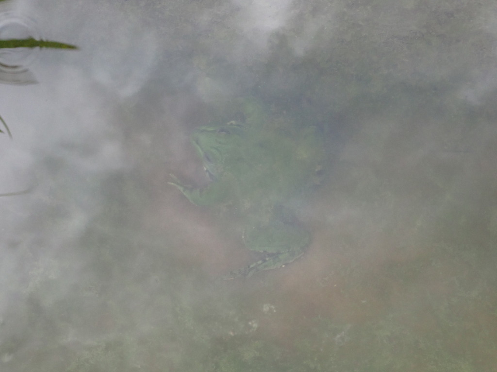 Sahara Frog from Al Haouz, Morocco on May 11, 2022 at 10:31 AM by ...