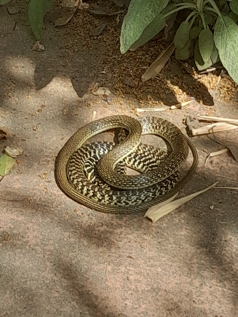 Green Whip Snake from 10142 Torino TO, Italia on May 27, 2022 at 04:17 ...
