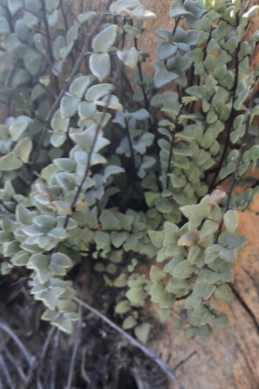 lip fern subfamily from Cacadu, Eastern Cape, South Africa on May 16 ...