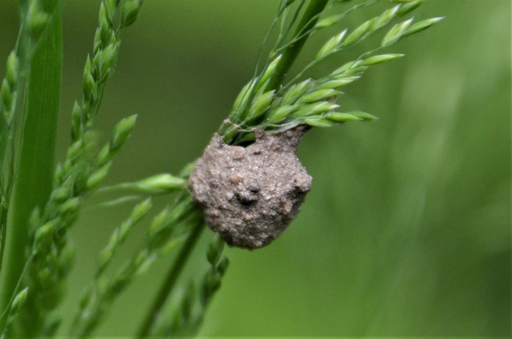 Agroeca from Murtal, Österreich on May 26, 2022 at 03:03 PM by E. A ...